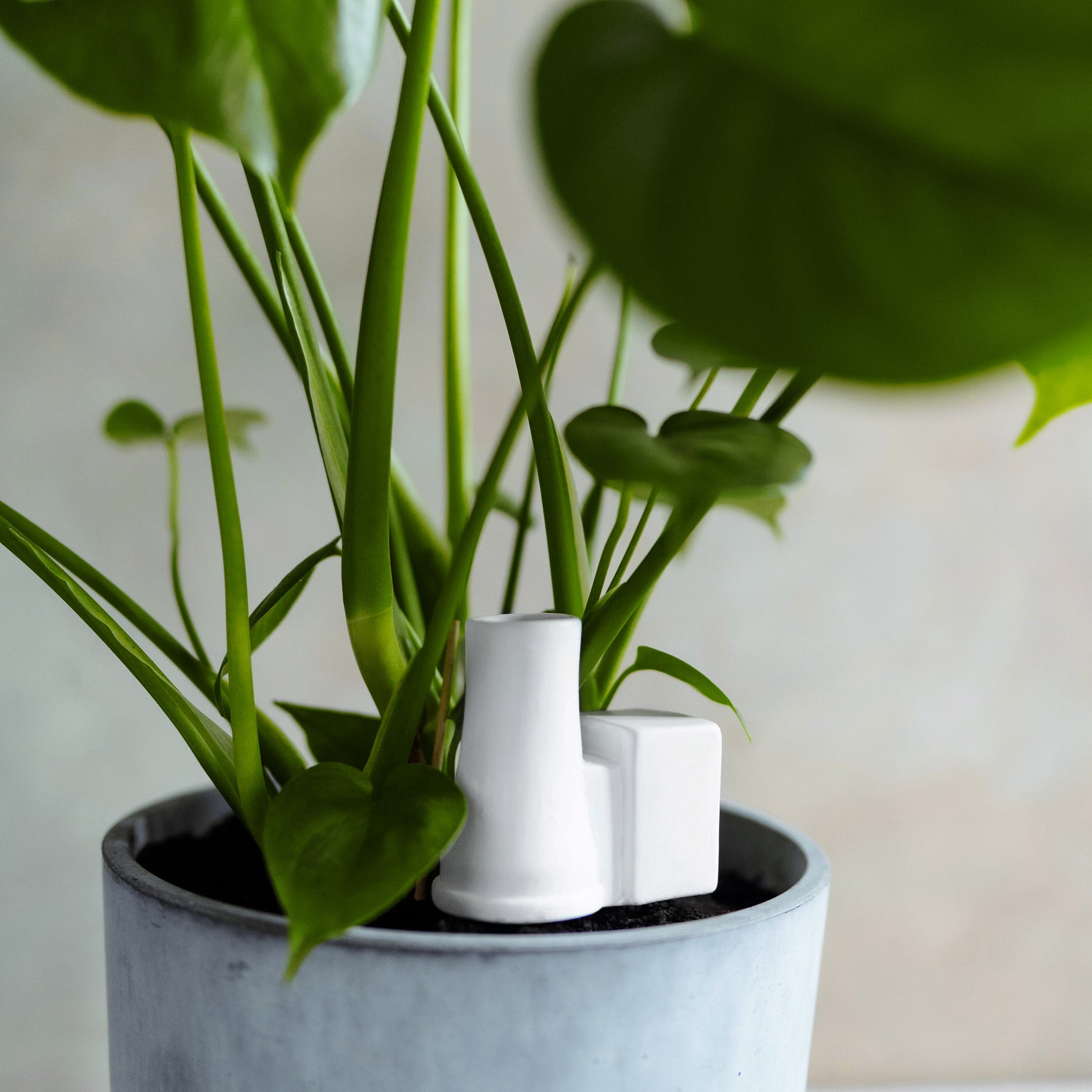 Plant Power Steam – dekorativer Pflanzenstecker zur Bewässerung ...